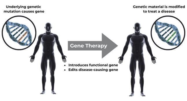 Gene Therapy in Hemophilia B | CSL Behring Medical Affairs